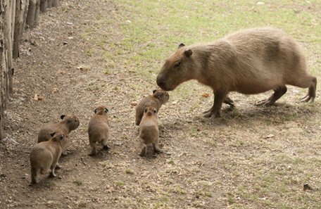 Pacovi će preuzeti Zemlju od velikih sisara? | Naučne Novosti